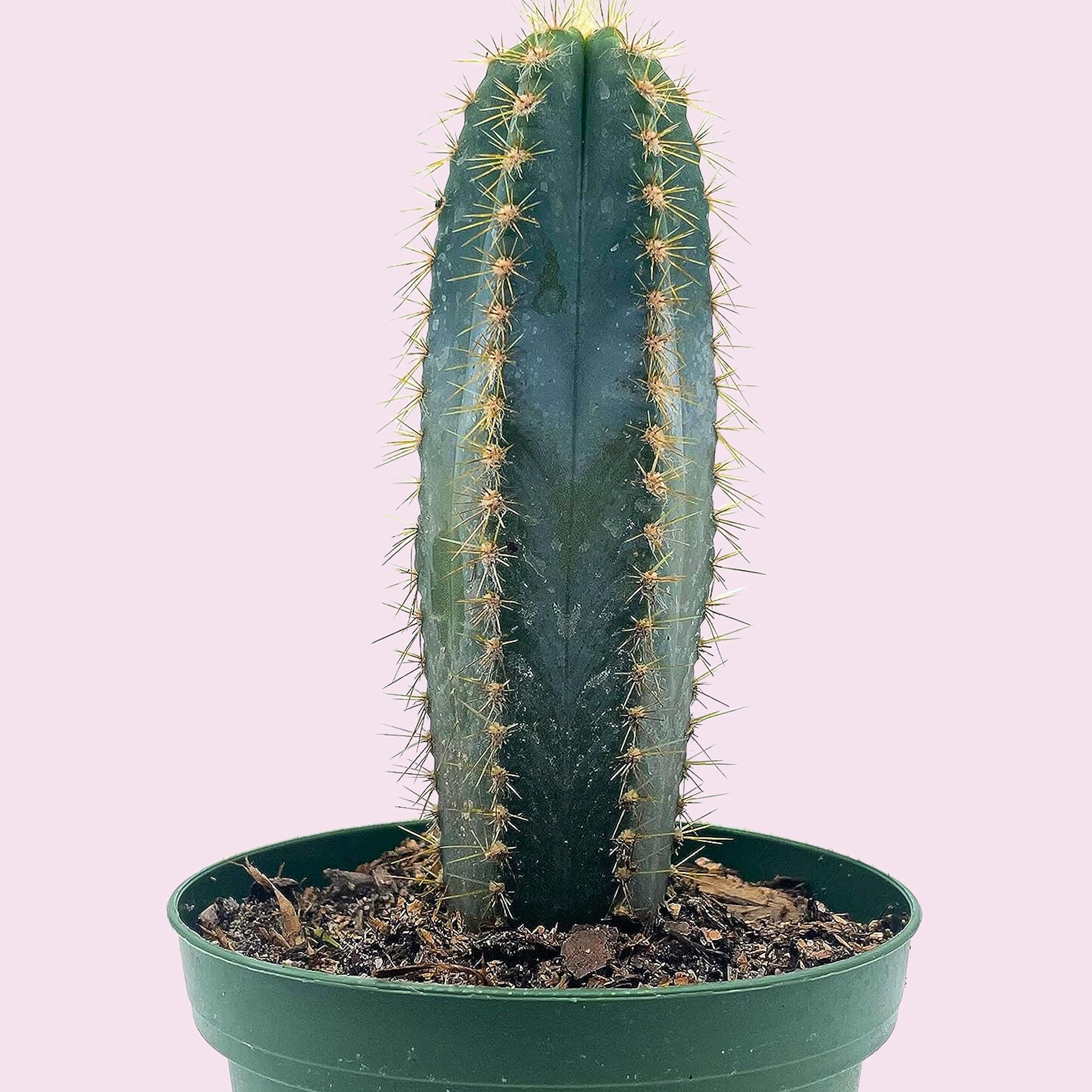 BubbleBlooms Blue Columnar Cactus, Pilosocereus pachycladus Cacti, Column Blue Torch, in a 4 inch Pot