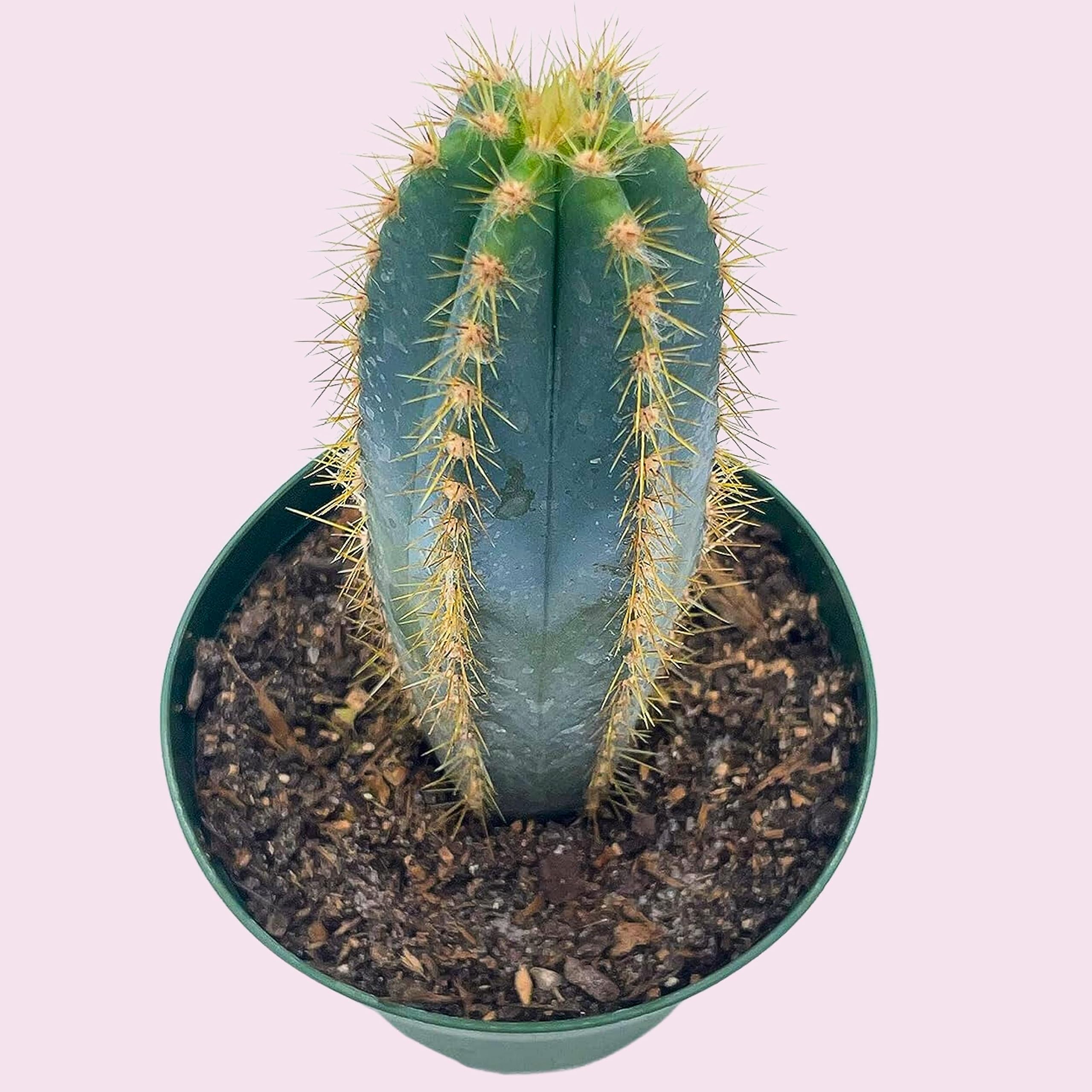 BubbleBlooms Blue Columnar Cactus, Pilosocereus pachycladus Cacti, Column Blue Torch, in a 4 inch Pot