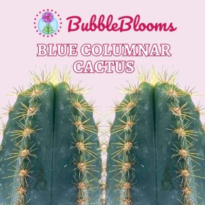 BubbleBlooms Blue Columnar Cactus, Pilosocereus pachycladus Cacti, Column Blue Torch, in a 4 inch Pot