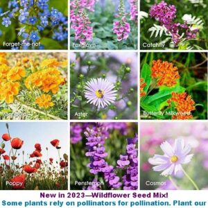 For 2024! 200 Perilla Seeds,Non GMO Seeds for Sprouting, Heirloom Vegetable Seeds for Planting. Great Hydroponic Seeds for Pods(Egoma/Sesami Herb Seeds #2,Perilla 紫苏,Green-1g,200 Seeds)