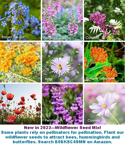 For 2024! 200 Perilla Seeds,Non GMO Seeds for Sprouting, Heirloom Vegetable Seeds for Planting. Great Hydroponic Seeds for Pods(Egoma/Sesami Herb Seeds #2,Perilla 紫苏,Green-1g,200 Seeds)