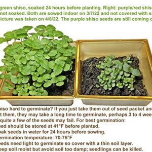 For 2024! 200 Perilla Seeds,Non GMO Seeds for Sprouting, Heirloom Vegetable Seeds for Planting. Great Hydroponic Seeds for Pods(Egoma/Sesami Herb Seeds #2,Perilla 紫苏,Green-1g,200 Seeds)