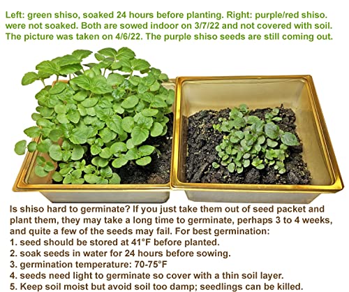 For 2024! 200 Perilla Seeds,Non GMO Seeds for Sprouting, Heirloom Vegetable Seeds for Planting. Great Hydroponic Seeds for Pods(Egoma/Sesami Herb Seeds #2,Perilla 紫苏,Green-1g,200 Seeds)