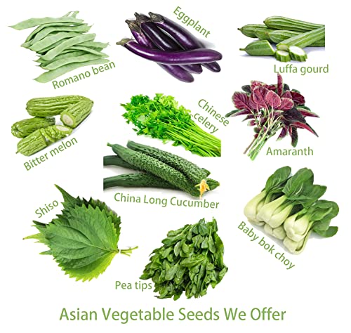 For 2024! 200 Perilla Seeds,Non GMO Seeds for Sprouting, Heirloom Vegetable Seeds for Planting. Great Hydroponic Seeds for Pods(Egoma/Sesami Herb Seeds #2,Perilla 紫苏,Green-1g,200 Seeds)