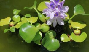 three (3) premium water hyacinth floating aquatic live tropical plants