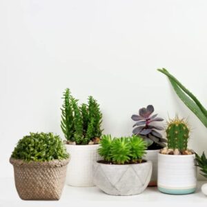 Small Brown Basket Weave Cement Planter Pot, Planters for Succulents, Cacti, Flowers, and More, Houseplant Pots for Indoor and Outdoors, Unique Gifts for Gardeners and Plant Lovers, 4.33 Inches