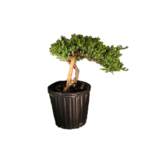 Zen Chinese Juniper Bonsai Tree - Indoor Japanese Pre Bonsai Tree 14inch Tall 6 Years - Live Dwarf Bonsai Juniper Tree Indoor - Real Bonsai Tree Indoor Plant for Delivery and Gift e2243