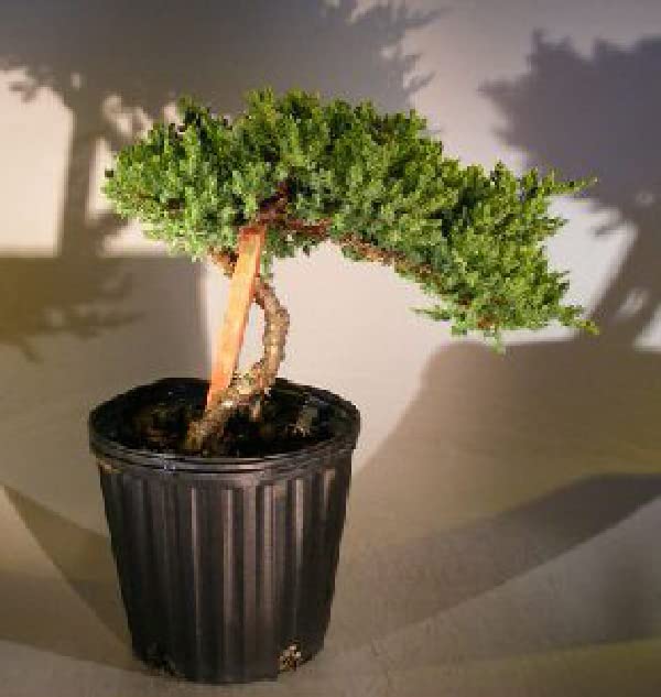 Zen Chinese Juniper Bonsai Tree - Indoor Japanese Pre Bonsai Tree 14inch Tall 6 Years - Live Dwarf Bonsai Juniper Tree Indoor - Real Bonsai Tree Indoor Plant for Delivery and Gift e2243