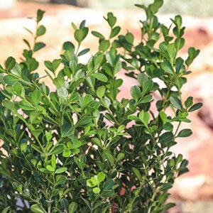 Buxus Japonica Plant (1G), Boxwood Shrubs Live in Planters for Outdoor Plants Live Evergreen Trees Live Plants, Live Outdoor Plants Potted Plants Live Outdoor, Live Trees Live Plant by Plants for Pets