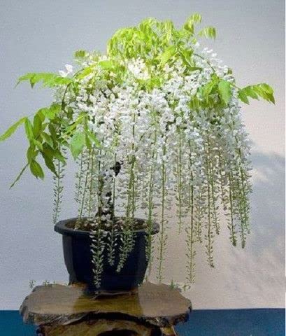 5 White Wisteria Bonsai Tree Seeds for Planting - Wisteria sinensis Alba - 5 Rare Seeds, Popular for Bonsai