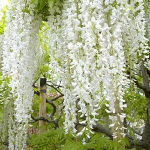 5 White Wisteria Bonsai Tree Seeds for Planting - Wisteria sinensis Alba - 5 Rare Seeds, Popular for Bonsai