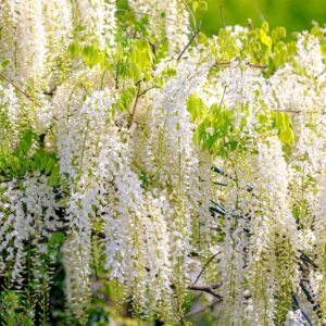 5 White Wisteria Bonsai Tree Seeds for Planting - Wisteria sinensis Alba - 5 Rare Seeds, Popular for Bonsai