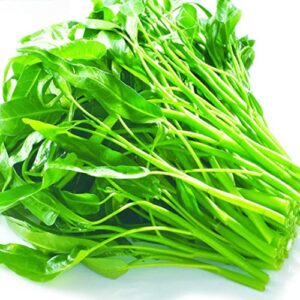 2000+ seeds kangkong seeds - rau muong, ong choy, brown - chinese spinach - cong xin cai seeds, kangkung seeds for planting