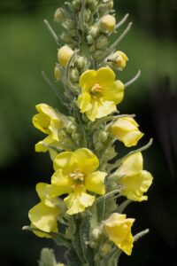 bulk mullein seeds (verbascum thapsus) 500 seeds (0.5 grams) - aaron’s rod, great mullein, common mullein, velvet plant, toilet paper plant