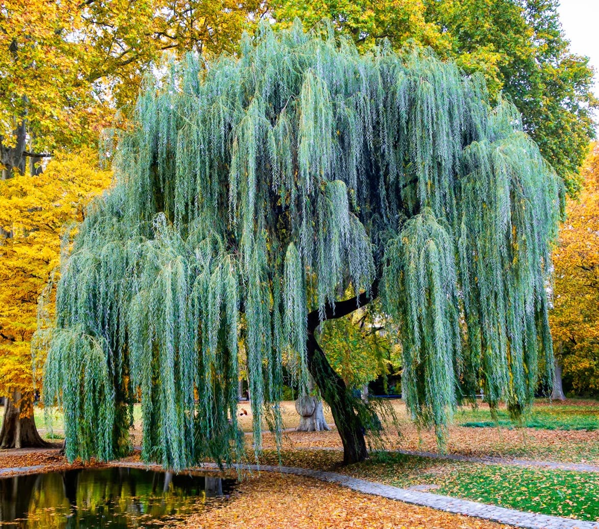 Weeping Willow Tree Cuttings to Plant - Fast Growing Trees - Beautiful Arching Canopy - Popular asBonsai (4 Weeping Willows)