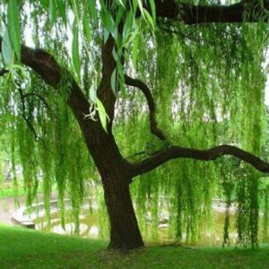 Weeping Willow Tree Cuttings to Plant - Fast Growing Trees - Beautiful Arching Canopy - Popular asBonsai (4 Weeping Willows)