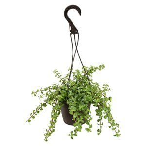 trailing elephant bush succulents, hanging plants live succulents plants live houseplants, hanging planter basket, mini succulents live plants indoor plants in plant basket by plants for pets