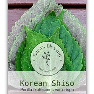 Gaea's Blessing Seeds - Korean Shiso Seeds (Perilla), Heirloom Non-GMO Seeds with Easy to Follow Planting Instructions, Korean Perilla, Open-Pollinated, 94% Germination Rate