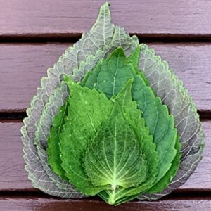 Gaea's Blessing Seeds - Korean Shiso Seeds (Perilla), Heirloom Non-GMO Seeds with Easy to Follow Planting Instructions, Korean Perilla, Open-Pollinated, 94% Germination Rate