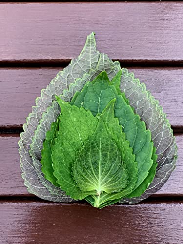 Gaea's Blessing Seeds - Korean Shiso Seeds (Perilla), Heirloom Non-GMO Seeds with Easy to Follow Planting Instructions, Korean Perilla, Open-Pollinated, 94% Germination Rate