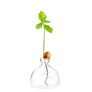 Acorn Sprouting Seed Starter Planter Vase Terrariums Pot Acorn Tree Growing Kit Deco Glass Bulb Propagation Vases Grow Acorn Trees at Home Acorn Tree Growing Kit Unusual Gardening Gifts for Her Him