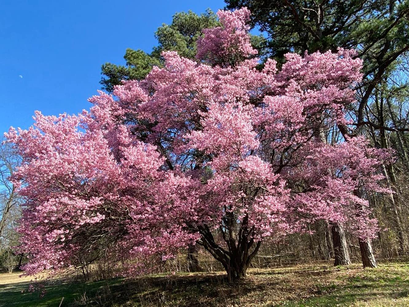 Okame Cherry Blossom Plant - Japanese Cherry Blossom Tree for Planting (6''-10'' Tall) - Not Ship AZ, CA