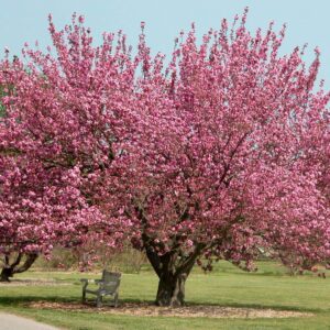 Okame Cherry Blossom Plant - Japanese Cherry Blossom Tree for Planting (6''-10'' Tall) - Not Ship AZ, CA