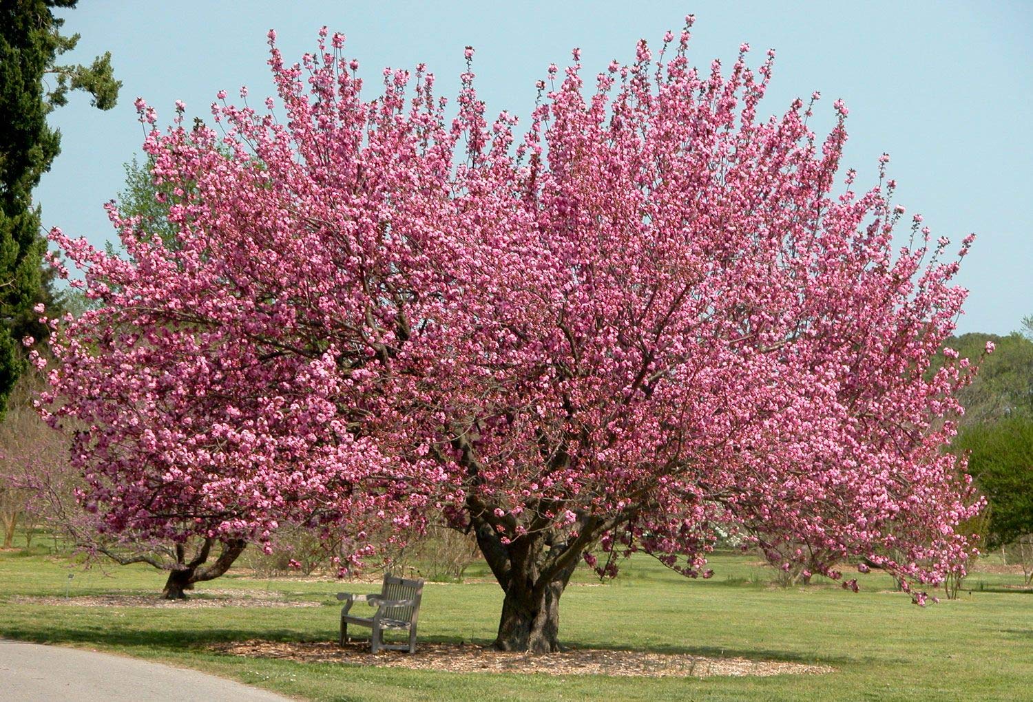 Okame Cherry Blossom Plant - Japanese Cherry Blossom Tree for Planting (6''-10'' Tall) - Not Ship AZ, CA