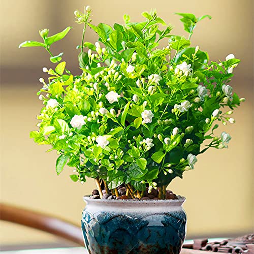 50pcs Jasmine Seeds for Planting, Non-GMO Heirloom, 90% Germination Rate, Perennial Garden Bonsai Plant, No Experience Required, Easy to Grow