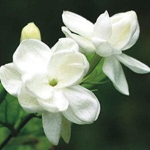 50pcs Jasmine Seeds for Planting, Non-GMO Heirloom, 90% Germination Rate, Perennial Garden Bonsai Plant, No Experience Required, Easy to Grow