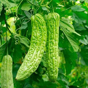 50 pcs non-gmo bitter gourd seeds bitter melon seeds bitter squash seeds balsam pear