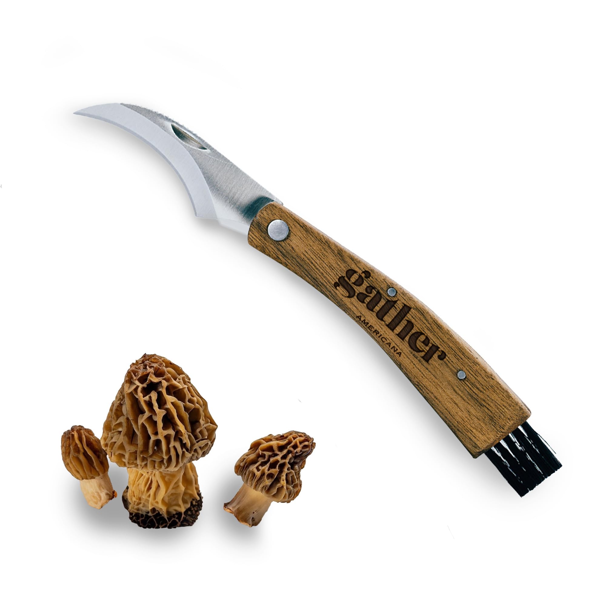 Gather Americana Mushroom Foraging Knife - 3 Inches High Carbon Steel Blade - Boar-Bristle Brush and Walnut Handle