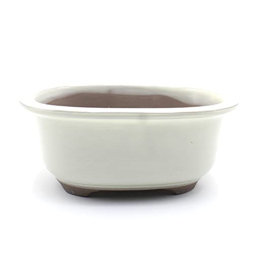 Bonsai Pot Ceramic Seto-Yaki Oval Shaped Glazed with Rim(6.5", Cream-Yu)