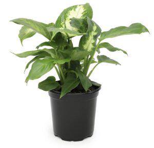 dieffenbachia live plant, dumbcane live house plants indoors live indoor plants, mother in law tongue plant live plants indoor plants live houseplants, indoor plant house plant live by plants for pets