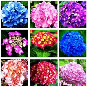 10 pcs mixed color multicolor hydrangea macrophylla seed bonsai flower plant wedding seeds