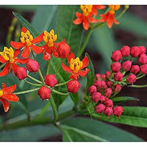 Blood Flower Milkweed Seeds - Food and Host Plant for Monarch Butterflies…