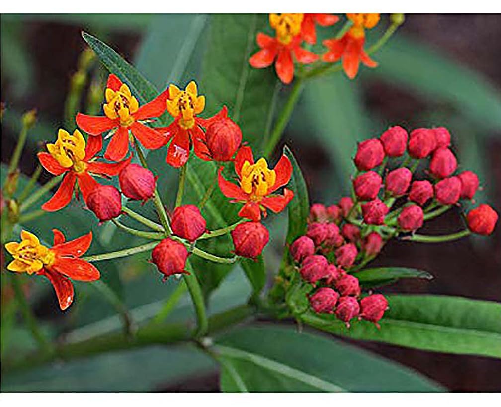 Blood Flower Milkweed Seeds - Food and Host Plant for Monarch Butterflies…