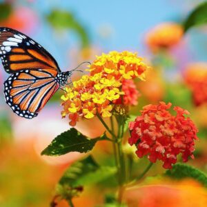 Blood Flower Milkweed Seeds - Food and Host Plant for Monarch Butterflies…