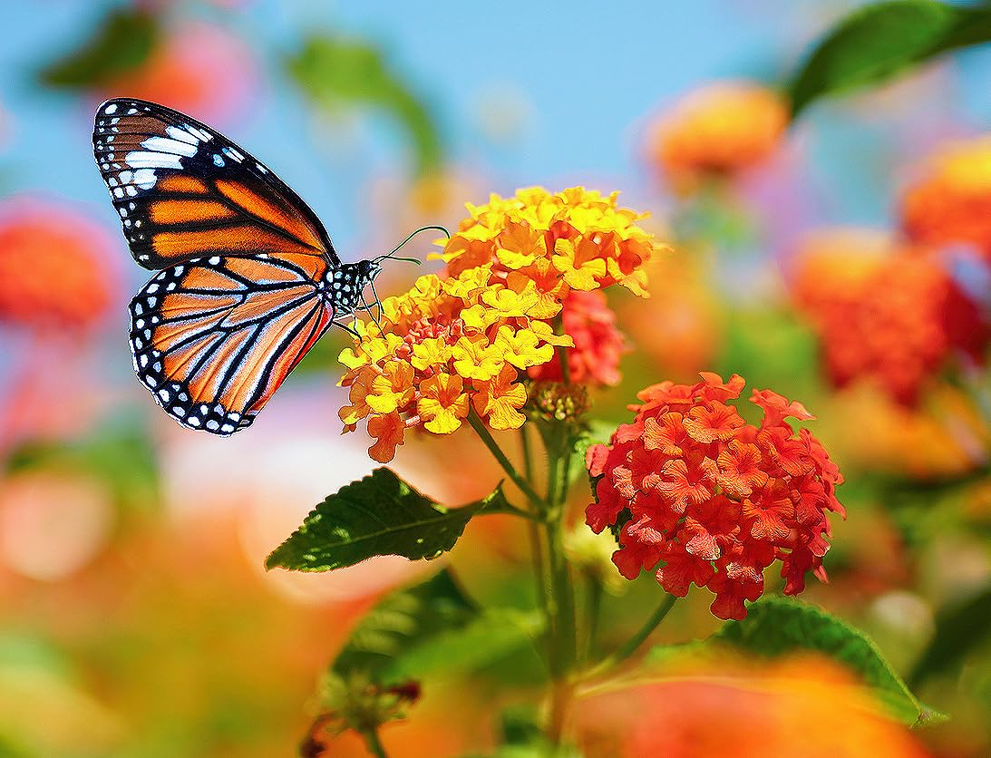 Blood Flower Milkweed Seeds - Food and Host Plant for Monarch Butterflies…