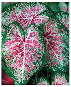 pink cloud caladium - bare root - zone 9-11