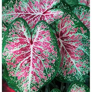 Pink Cloud Caladium - Bare Root - Zone 9-11