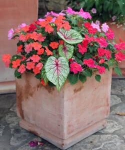 Pink Cloud Caladium - Bare Root - Zone 9-11