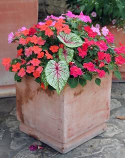 Pink Cloud Caladium - Bare Root - Zone 9-11