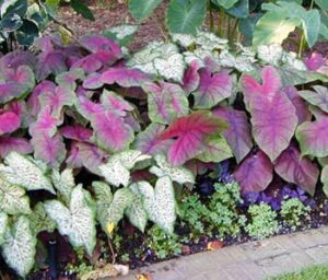 Pink Cloud Caladium - Bare Root - Zone 9-11