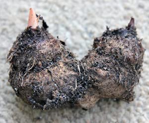 Pink Cloud Caladium - Bare Root - Zone 9-11