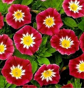 morning glory seeds ensign red heirloom flower climbing vine 25 seeds