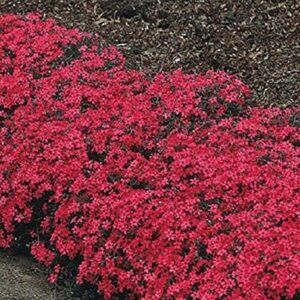 Mndrlin Rock Cress Seeds Cascading Red Heirloom Groundcover Seeds Perennial 50 Seeds