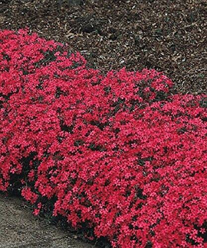 Mndrlin Rock Cress Seeds Cascading Red Heirloom Groundcover Seeds Perennial 50 Seeds