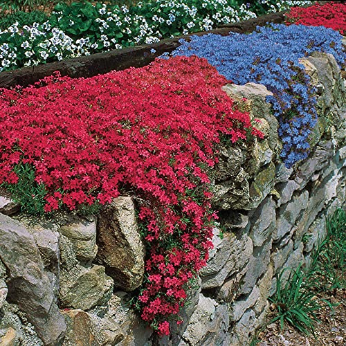 Mndrlin Rock Cress Seeds Cascading Red Heirloom Groundcover Seeds Perennial 50 Seeds