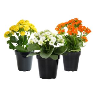 kalanchoe live succulents plants live flowers (3 pack), kalanchoe plant live succulent plants, kalanchoe plants live indoor plants live houseplants, fresh flowers for delivery prime by plants for pets